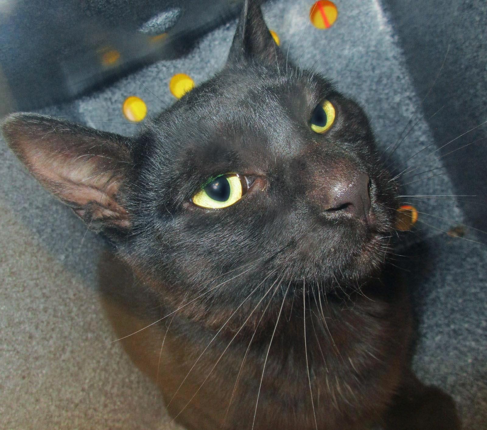 Lost and Found Animals - HSPC