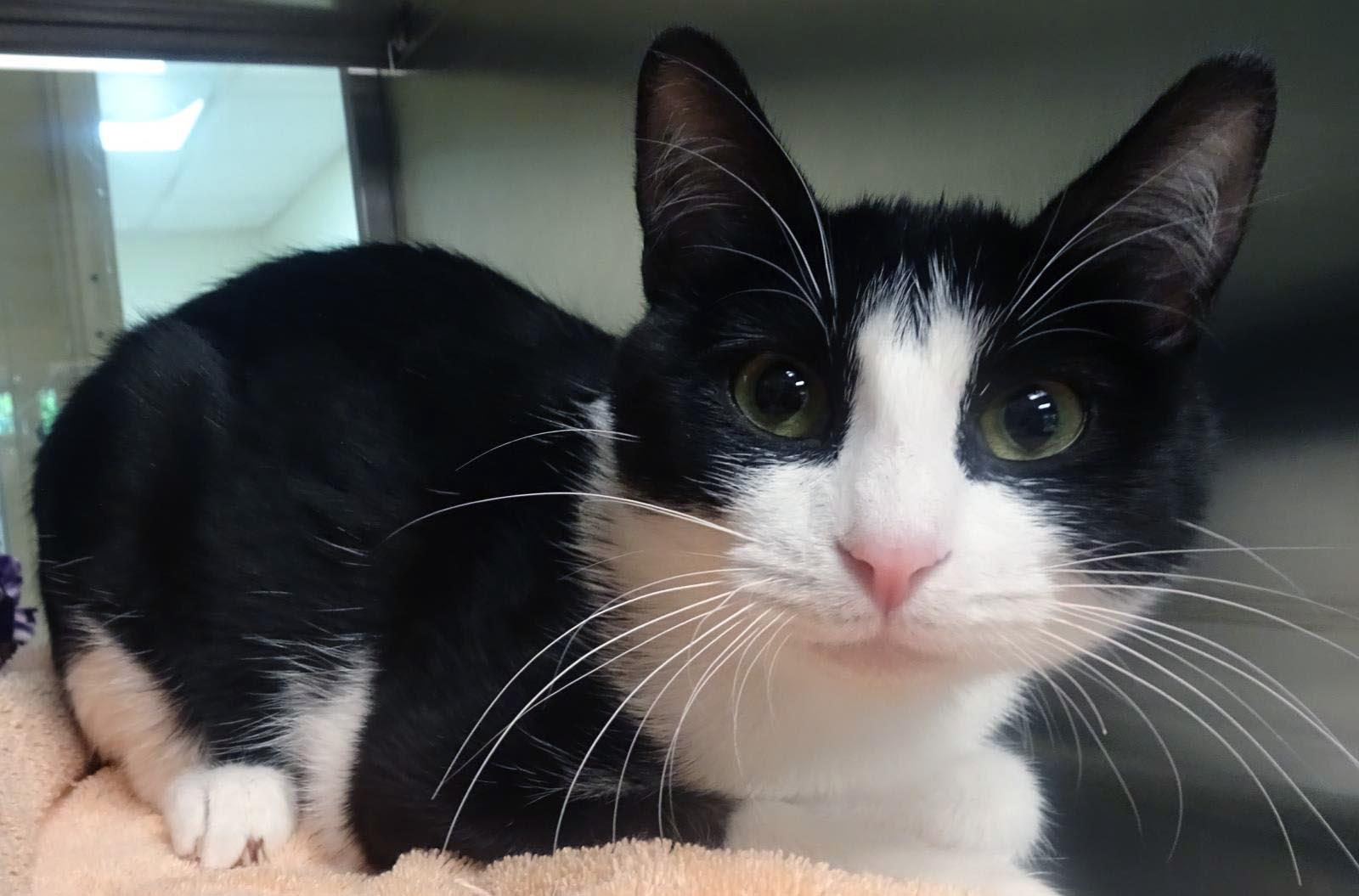 HSPC Cat Adoption Application