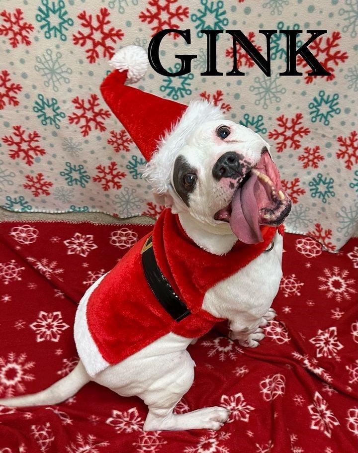 Lost and Found Animals in Portage County, Wisconsin | HSPC | Plover, WI