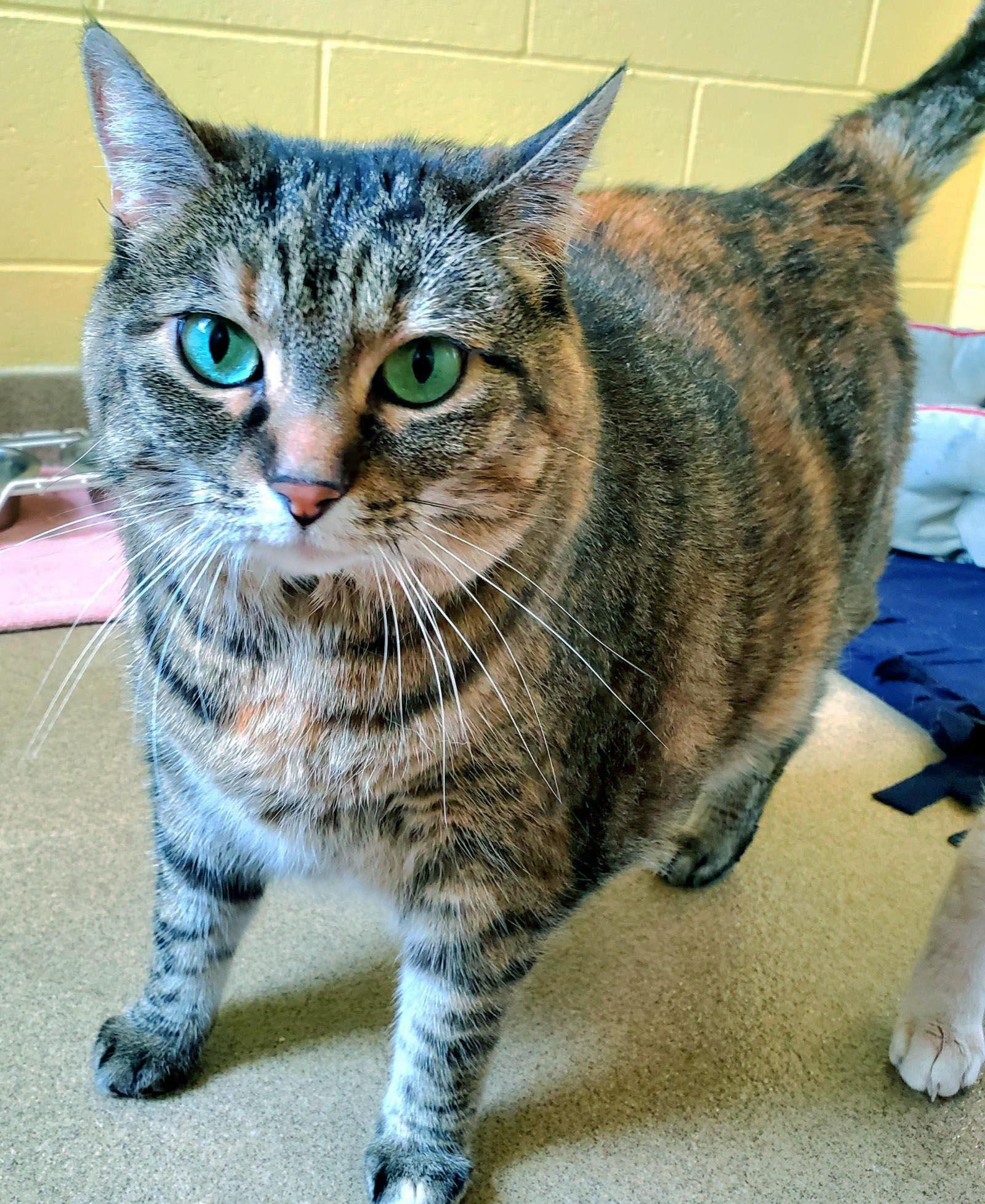 HSPC Cat Adoption Application