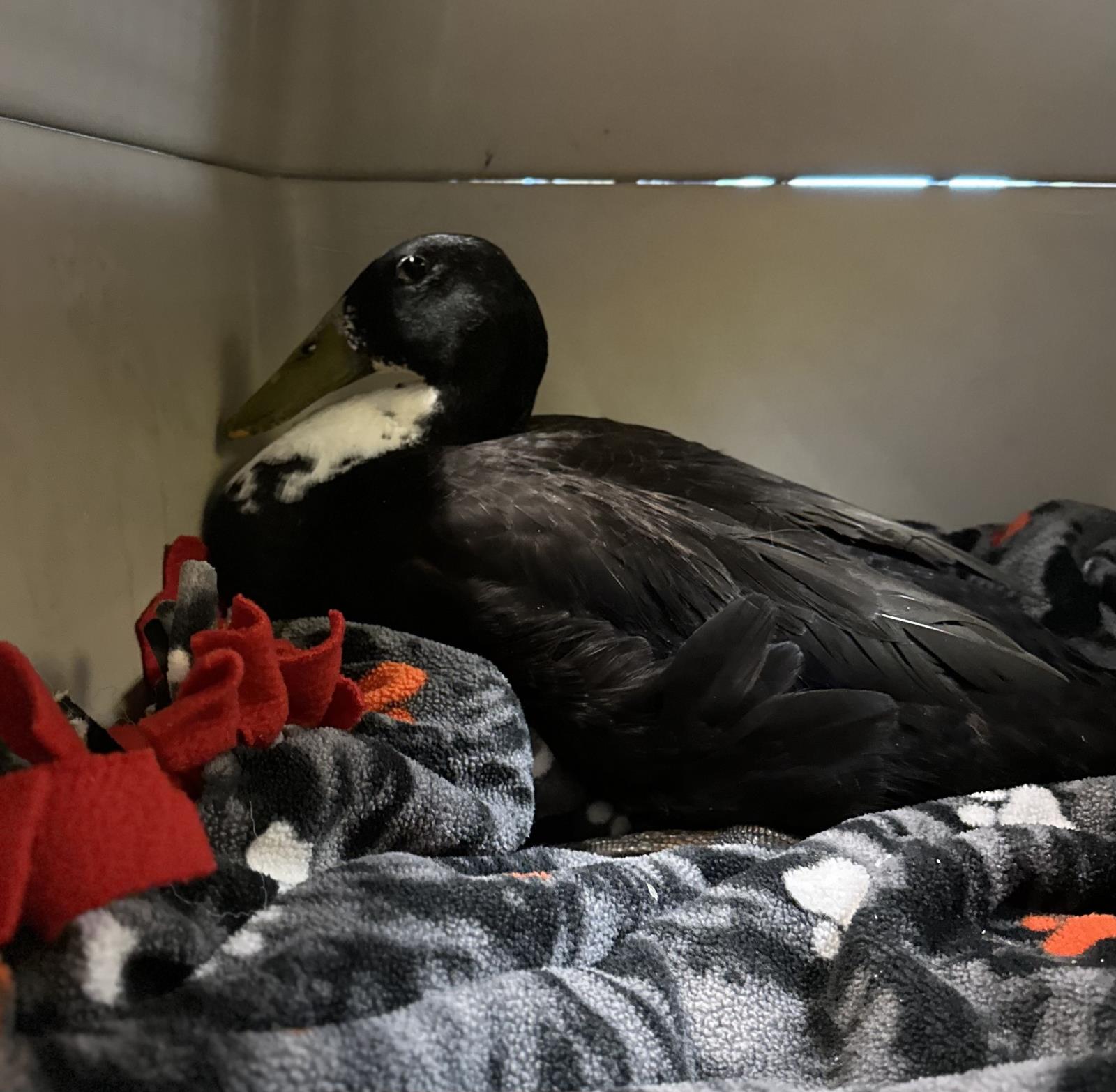 Lost and Found Animals