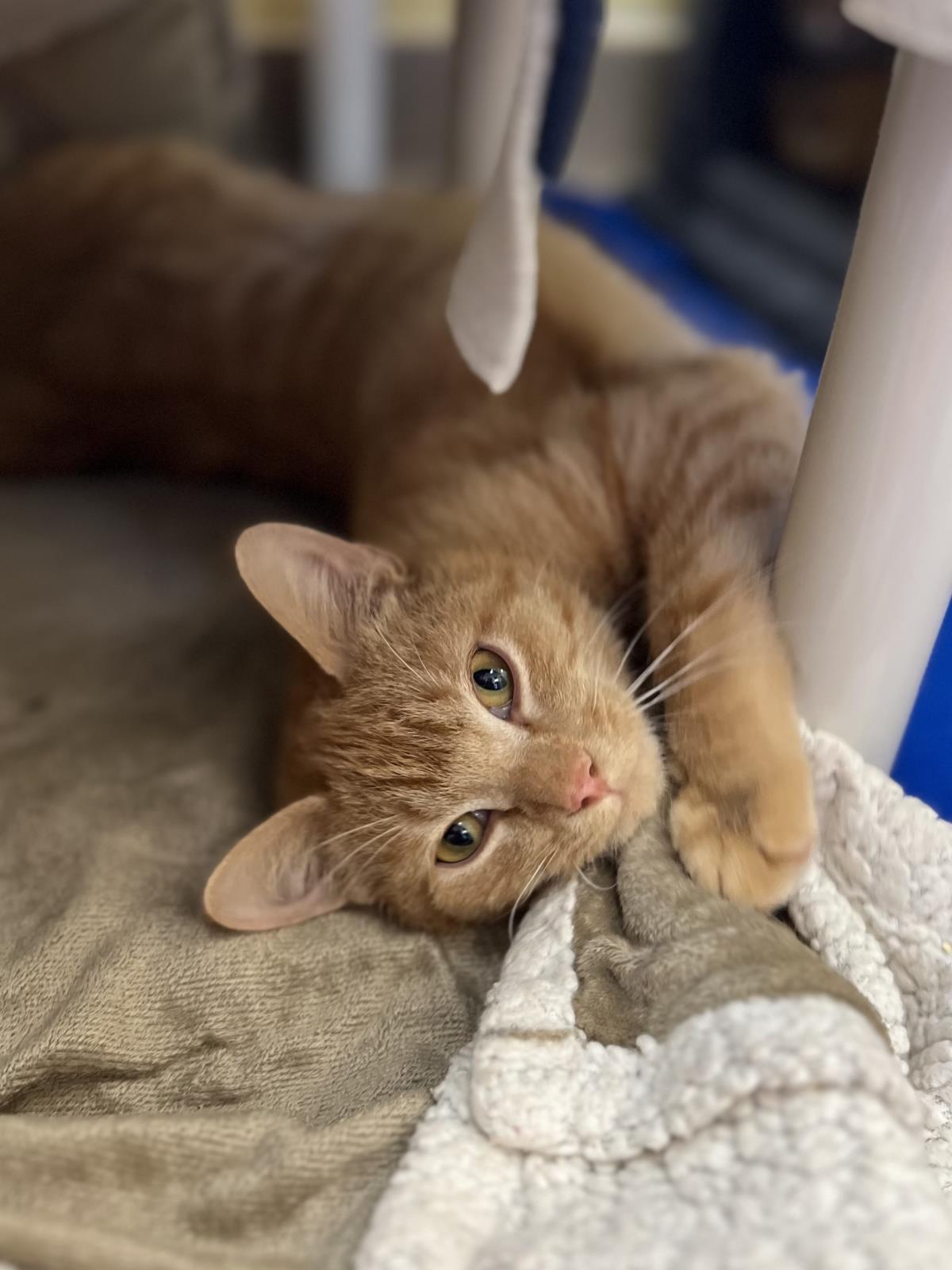 Lost and Found Animals in Portage County, Wisconsin | HSPC | Plover, WI